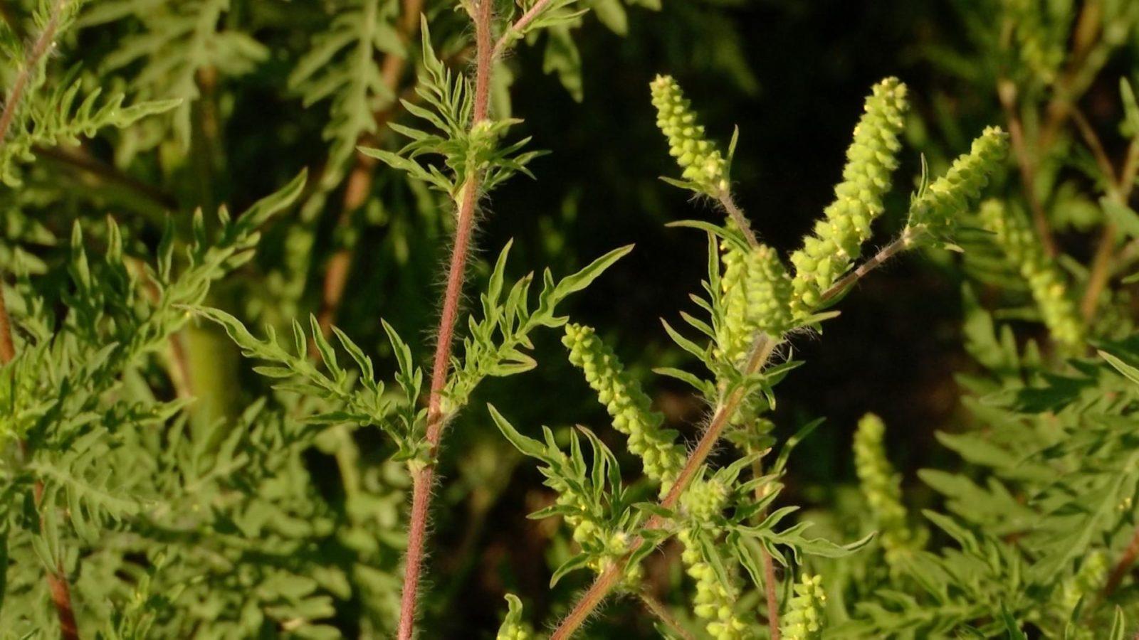 Щодо проведення боротьби з амброзією полинолистною | Територіальна ...